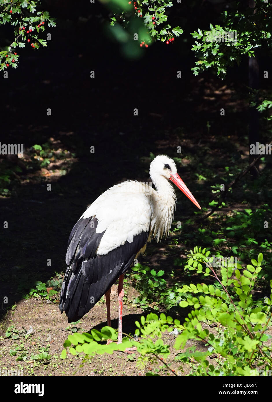 White black bird hi-res stock photography and images - Alamy