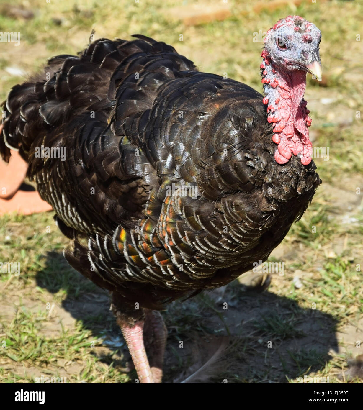 Turkey in the poultry yard Stock Photo - Alamy