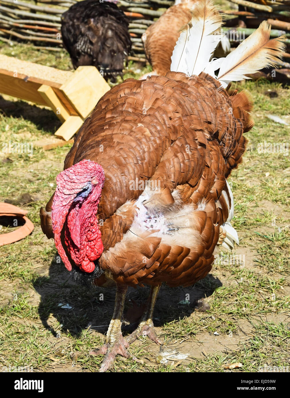 Turkey in the poultry yard Stock Photo - Alamy