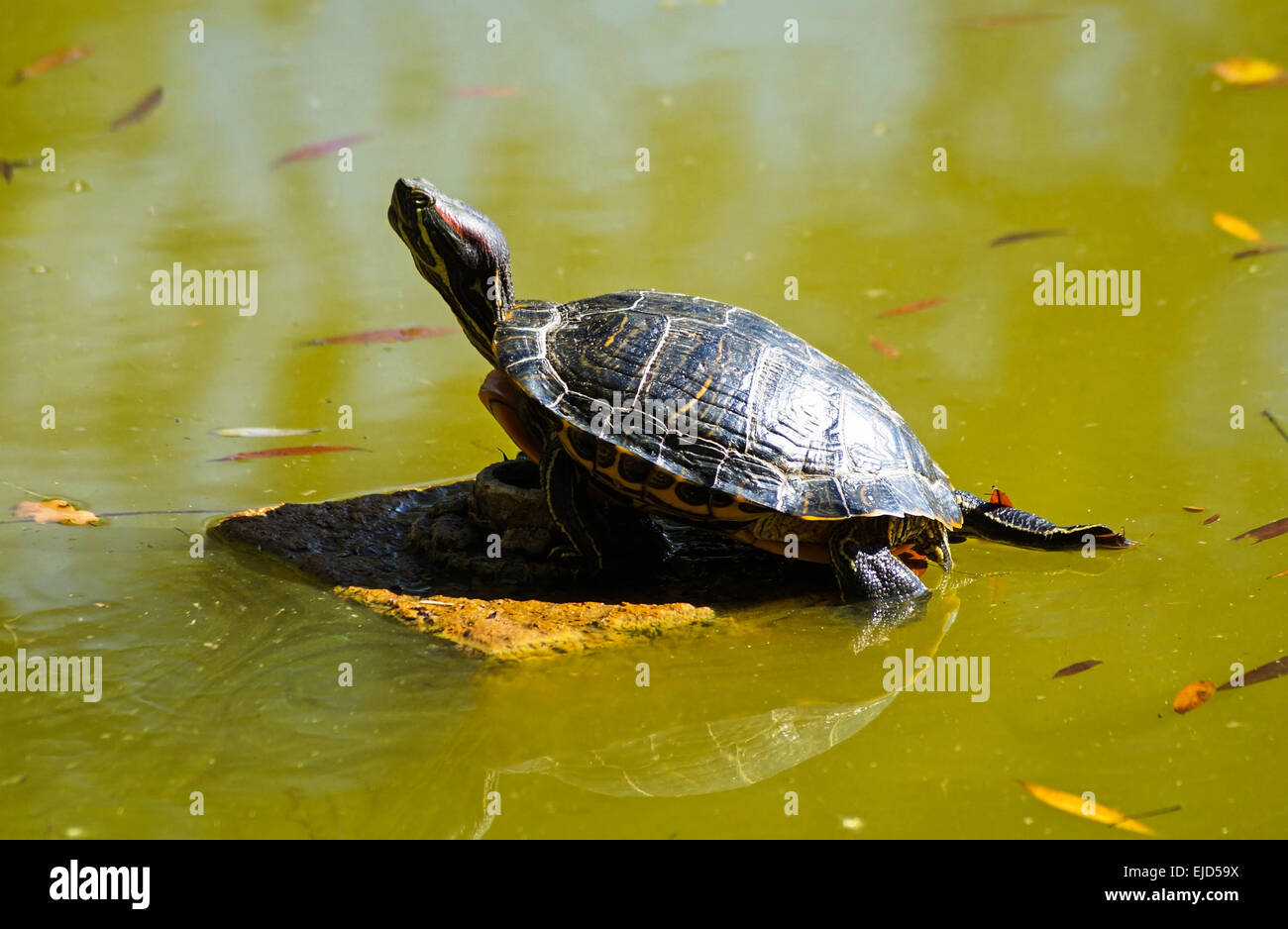 Turtle stands on a rock in the middle of a pond Stock Photo - Alamy