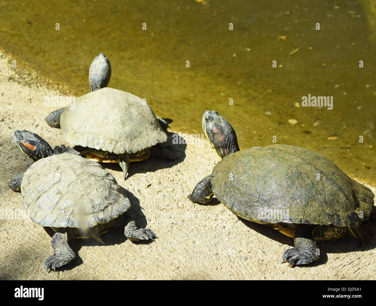 Turtles at the pond Stock Photo - Alamy