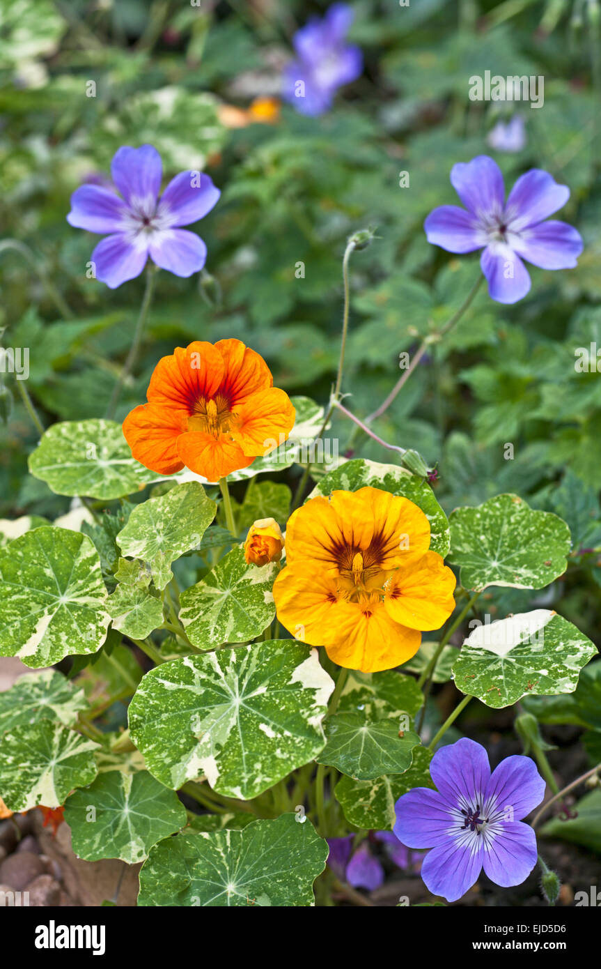 Geranium Flower Yellow