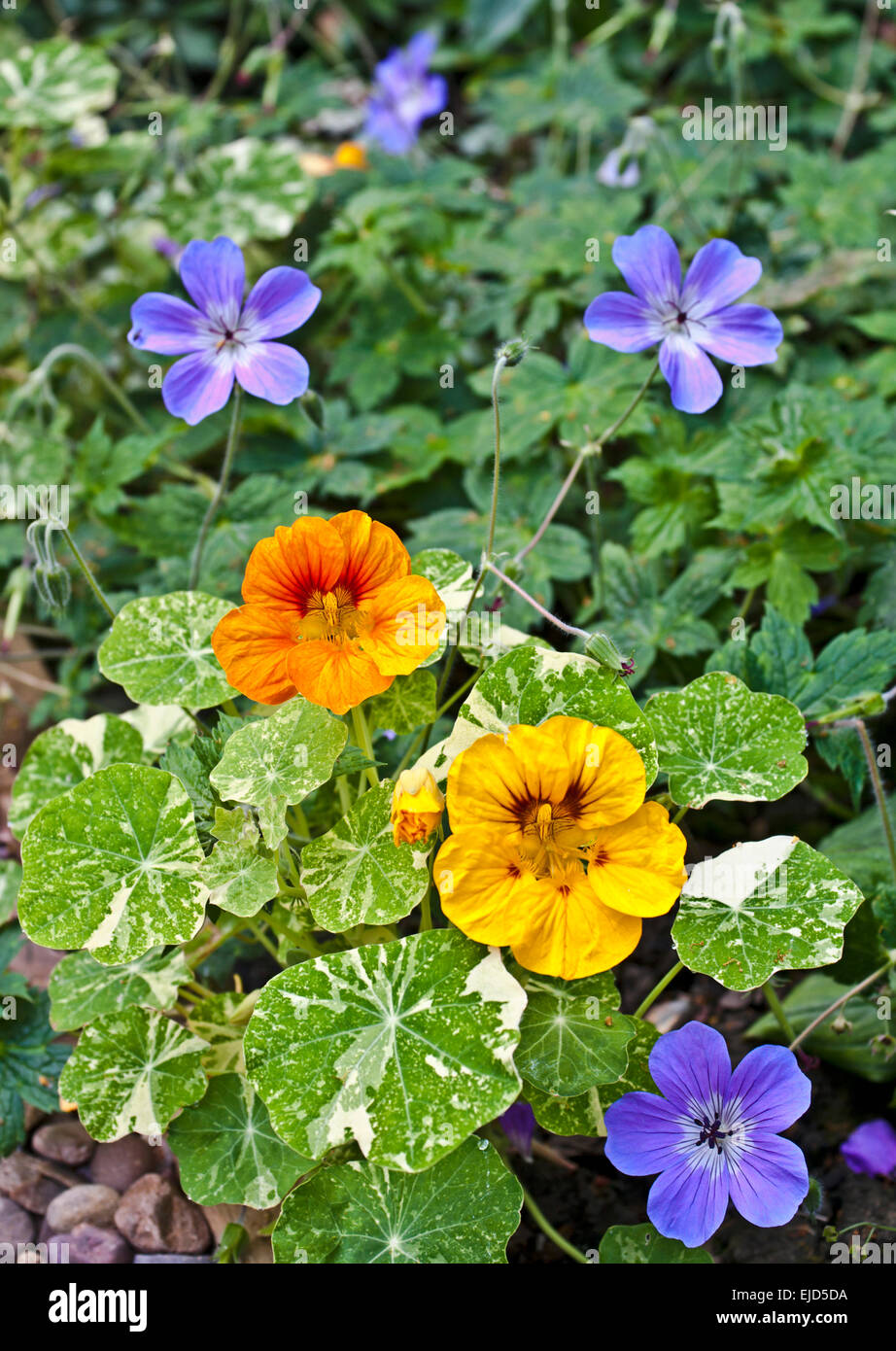 Orange and purple flowering perennials hi-res stock photography and ...