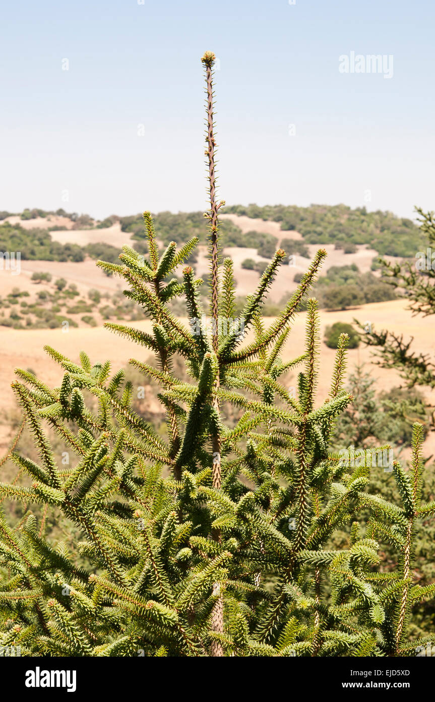Leaves and branches of Spanish fir, Abies pinsapo. This species is ...
