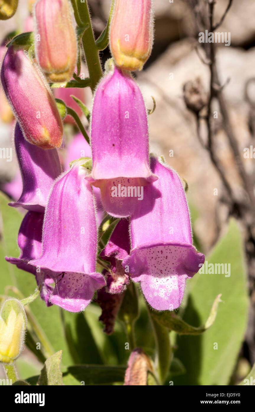 Flowers of Spanish foxglove, Digitalis thapsi. Photo taken in Colmenar ...