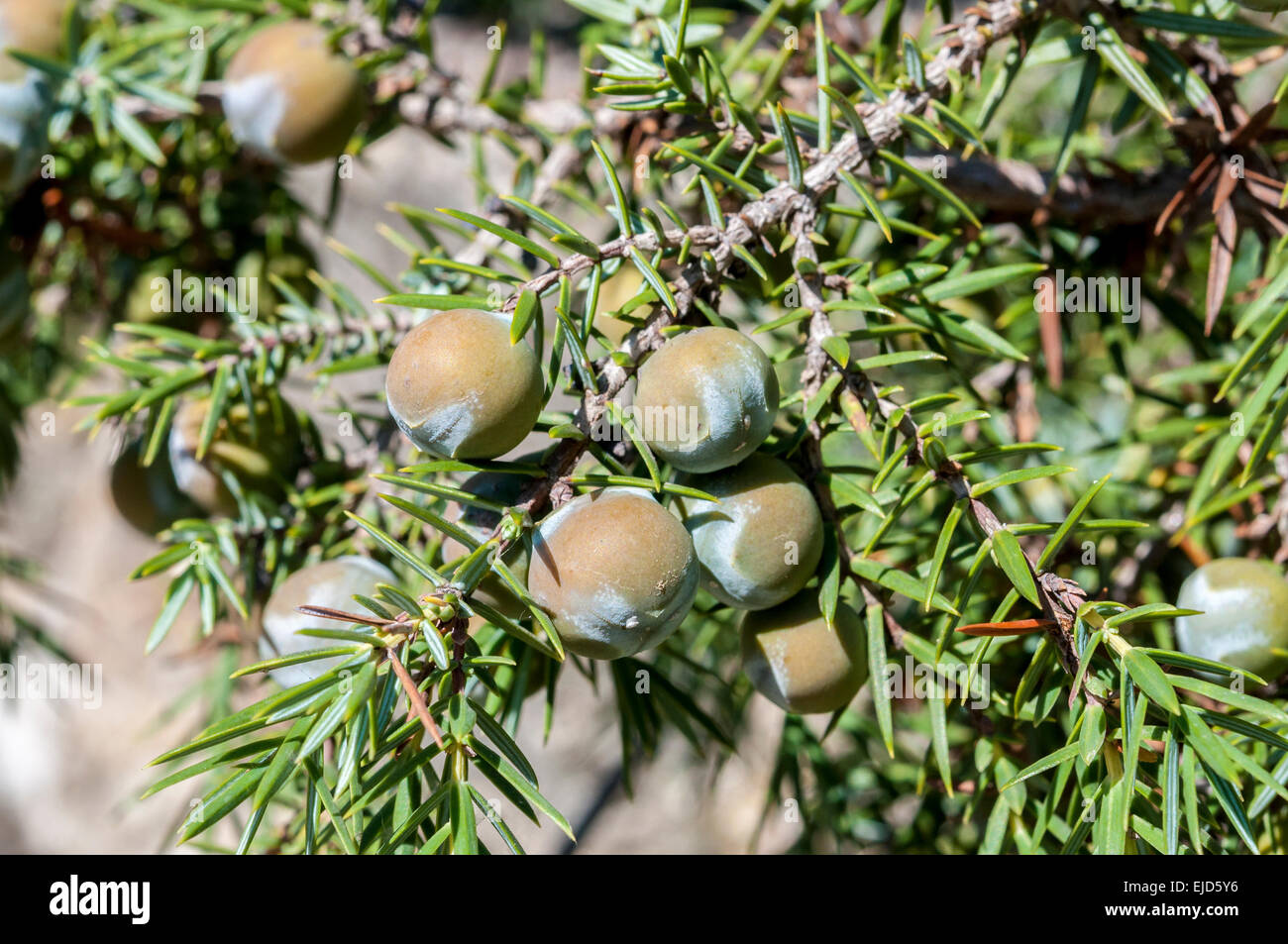 Juniperus oxycedrus hi-res stock photography and images - Alamy