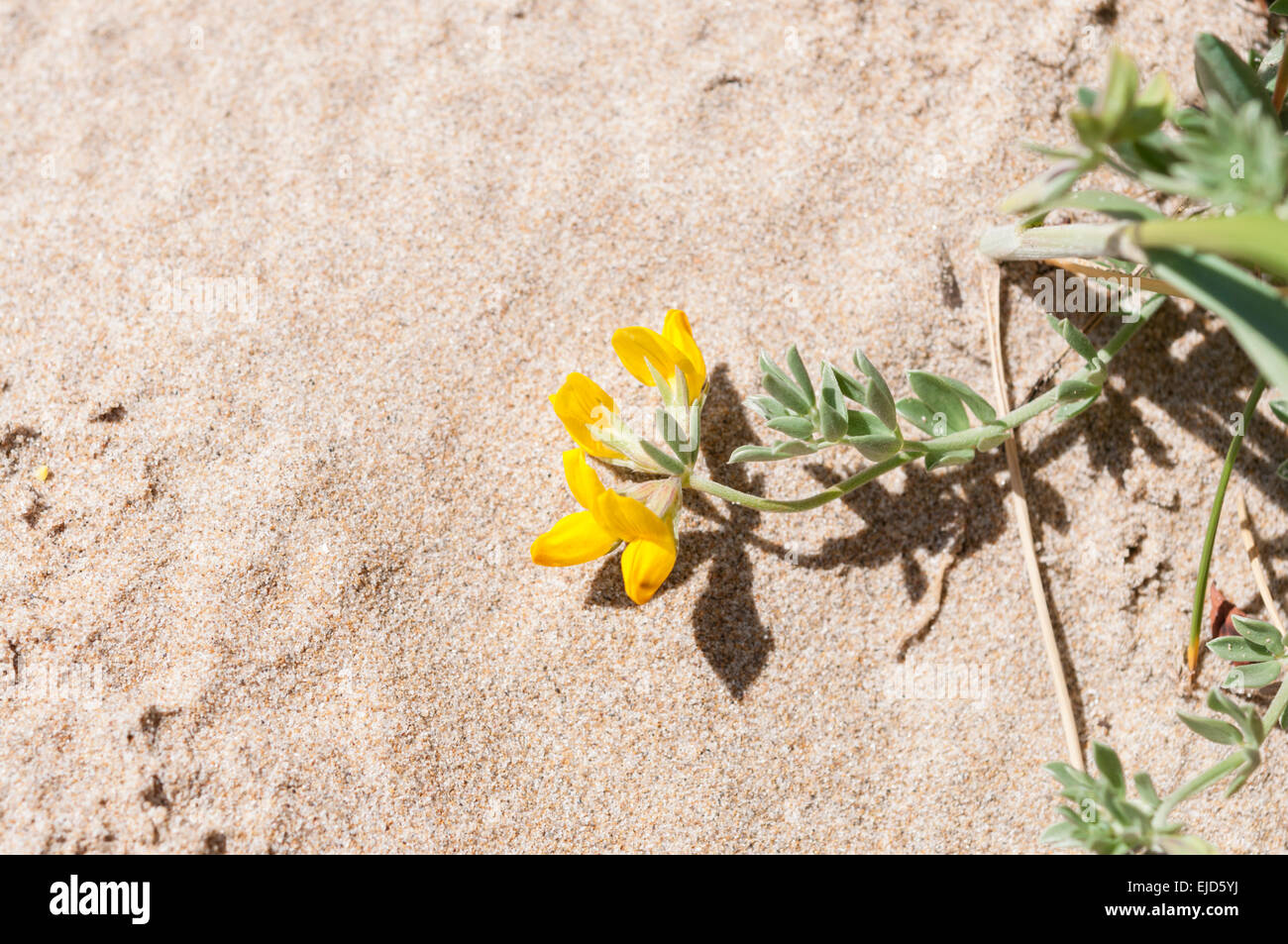 Flowers and leaves of Cretan trefoil, Lotus creticus Stock Photo - Alamy