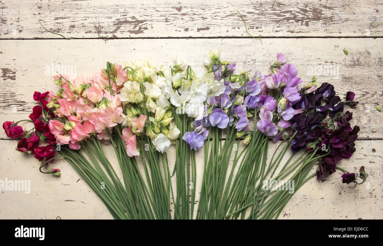 Sweet Peas Lathyrus odoratus Dynasty Spring Sunshine Peach Spring ...