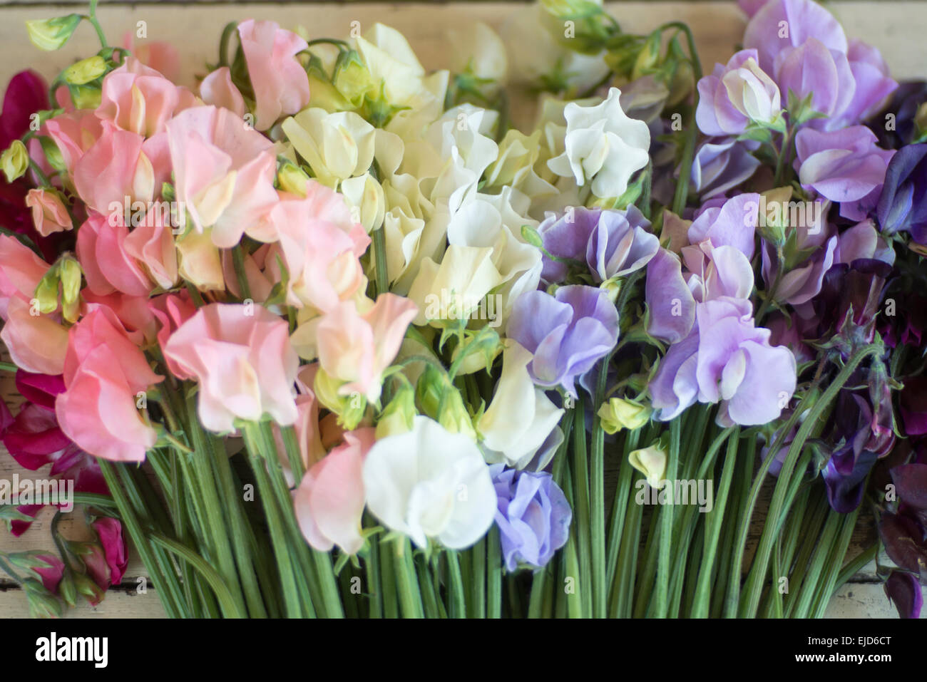 Sweet Peas Lathyrus odoratus Dynasty Spring Sunshine Peach Spring ...