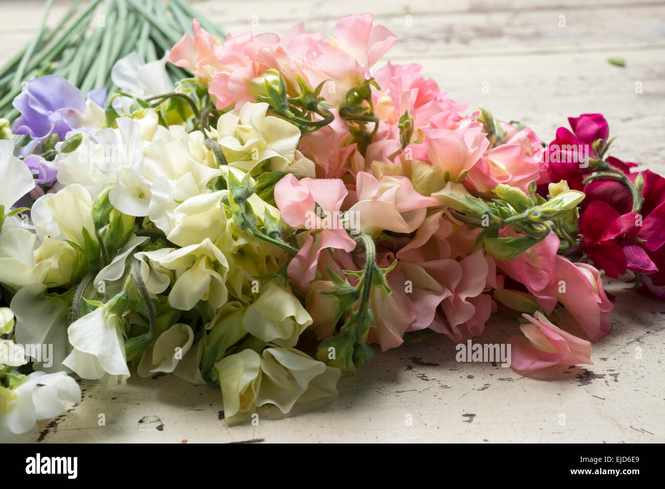 Sweet Peas Lathyrus odoratus Dynasty Spring Sunshine Peach Spring ...