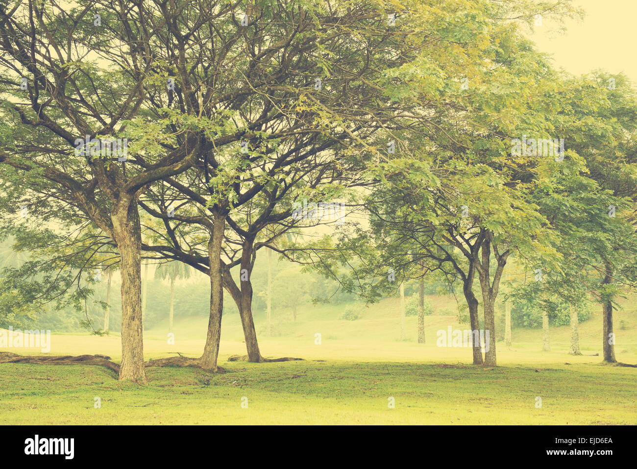 Green trees in park, a morning view in vintage toned Stock Photo - Alamy