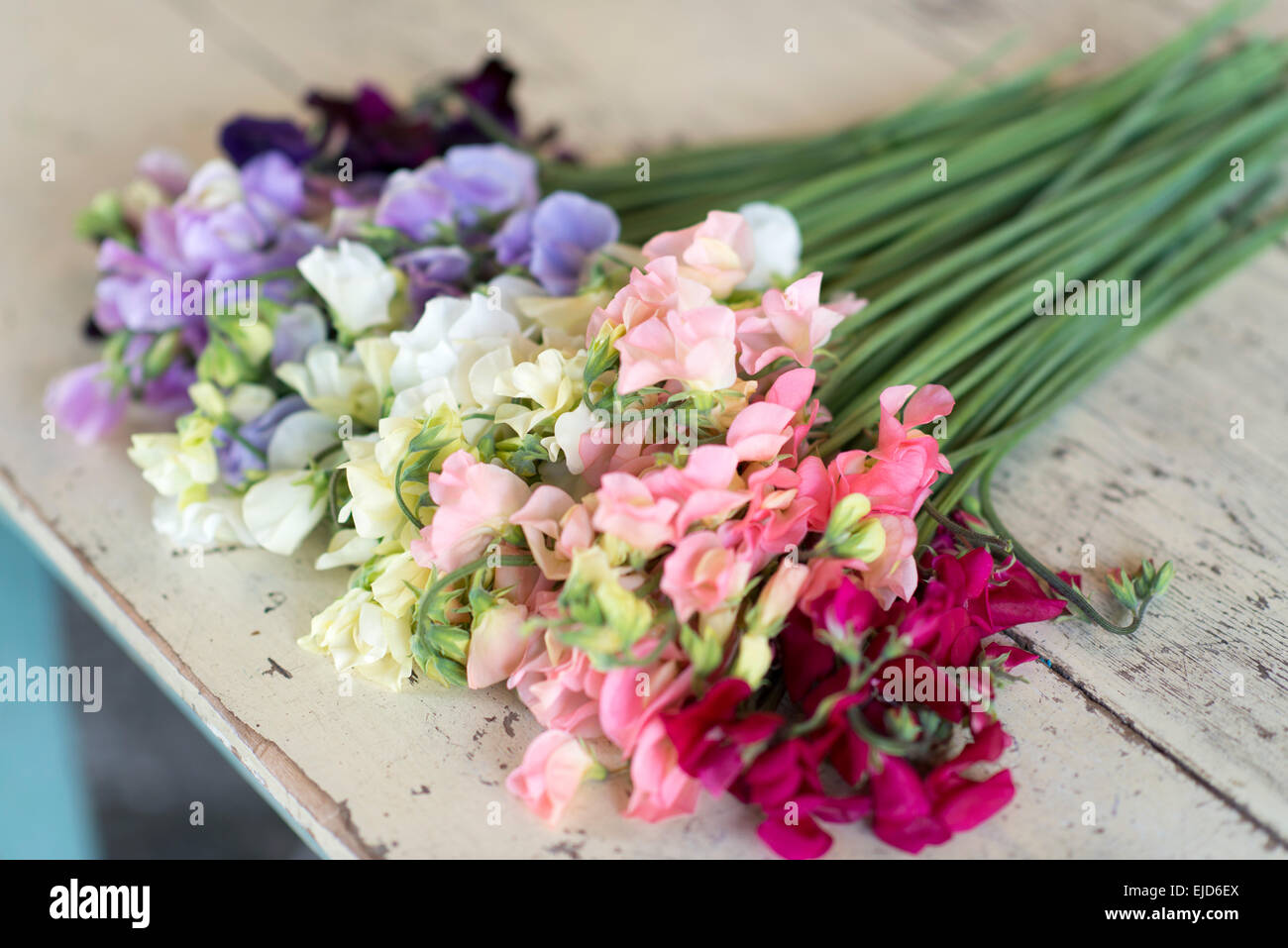 Sweet peas hi-res stock photography and images - Alamy
