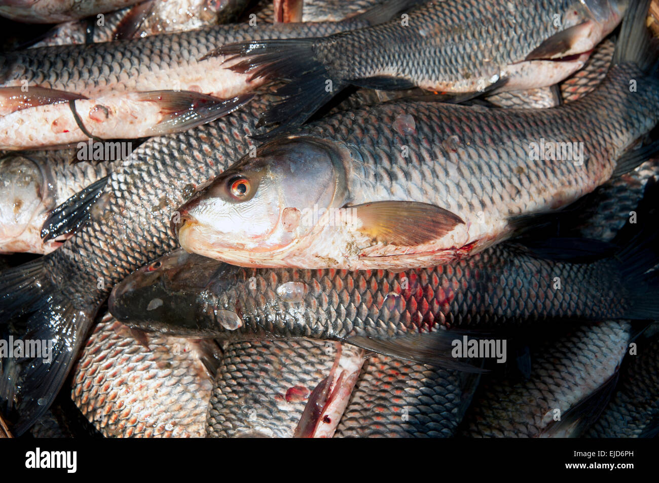 River fish hi-res stock photography and images - Alamy