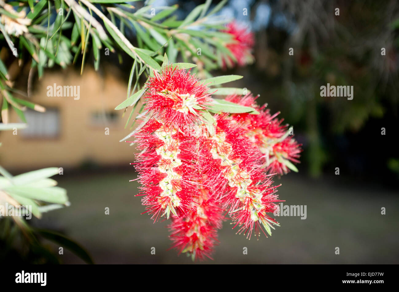 Adelaide,Australia. 24th March 2015. Colorful native Australian ...