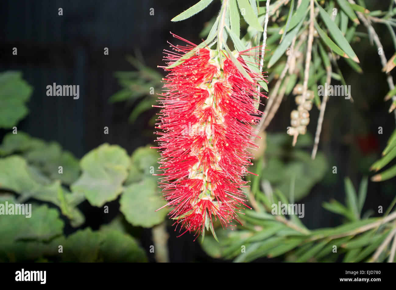 Adelaide,Australia. 24th March 2015. Colorful native Australian ...