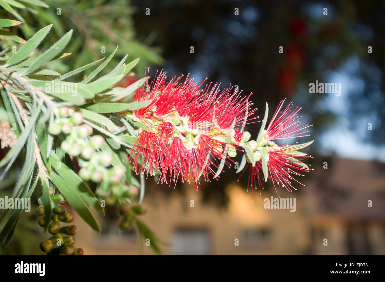 Adelaide,Australia. 24th March 2015. Colorful native Australian ...