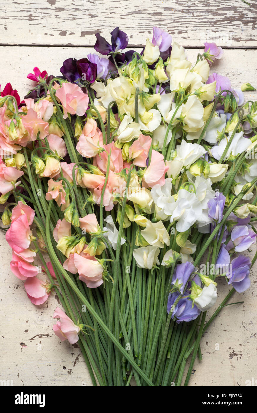 Sweet Peas Lathyrus odoratus Dynasty Spring Sunshine Peach Spring ...