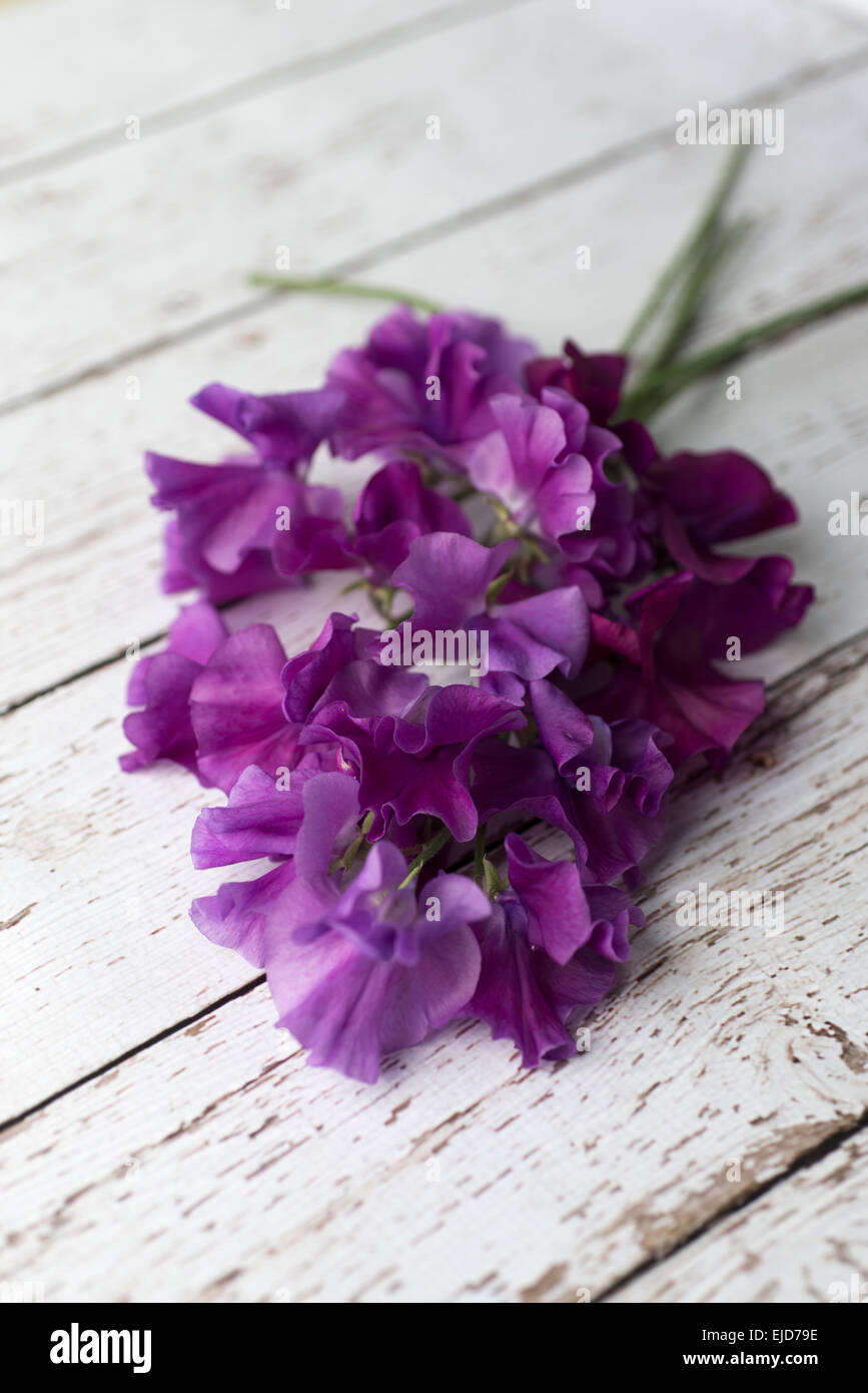 Sweet pea mauve hi-res stock photography and images - Alamy