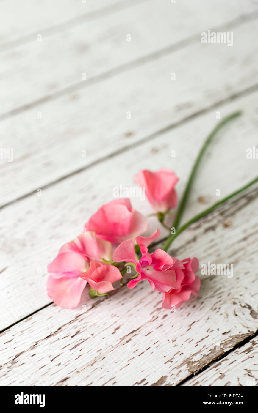 Mary peach hi-res stock photography and images - Alamy