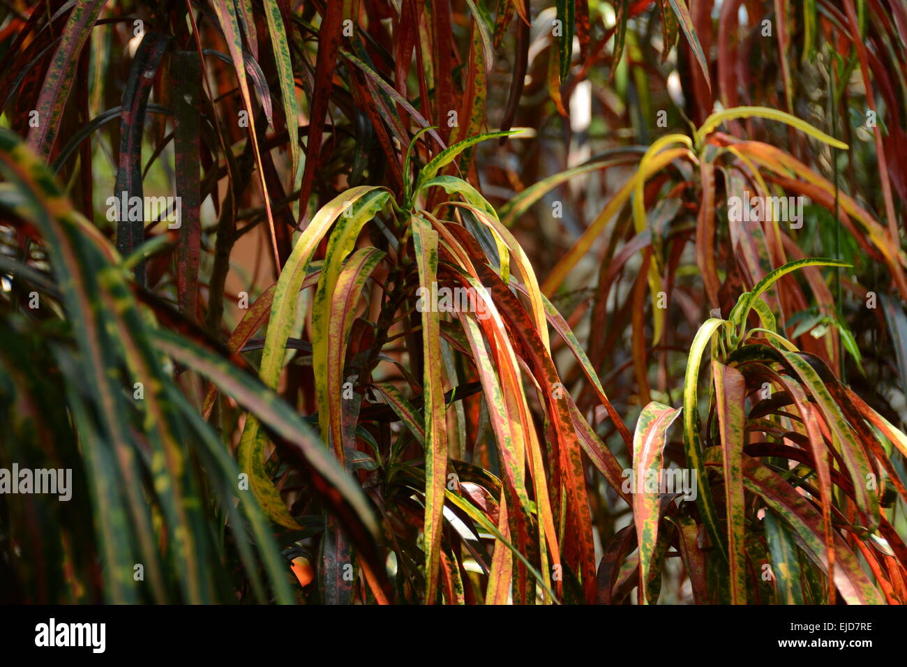 Thick and tender leaves hi-res stock photography and images - Alamy