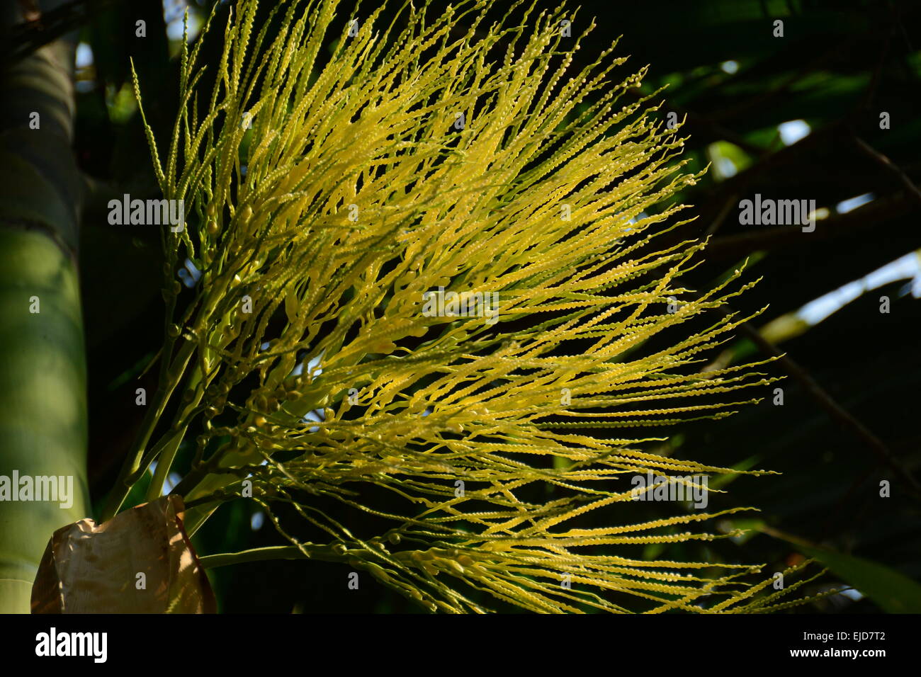 Areca nut flower Stock Photo - Alamy