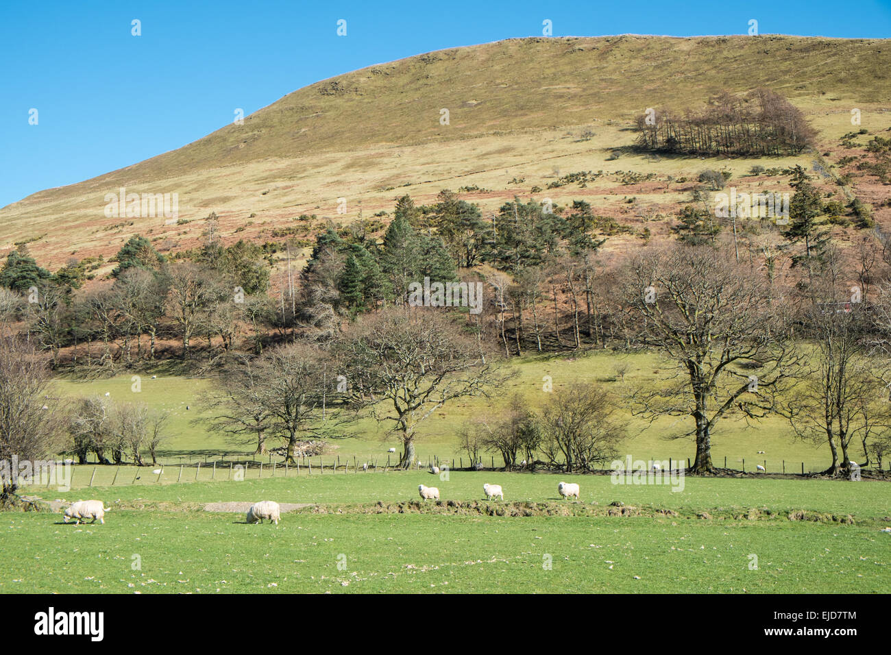 Hill sheep farming in snowdonia national park hi-res stock photography ...