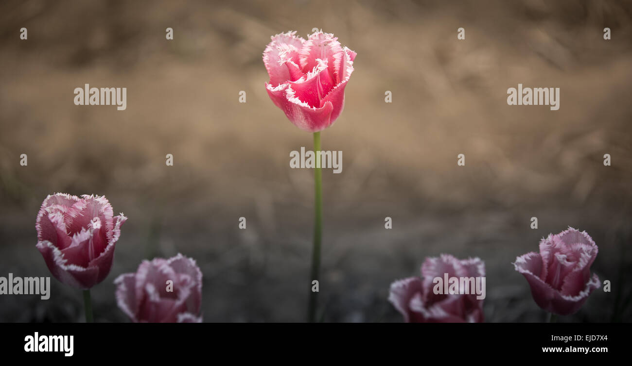 Sakura furusato park hi-res stock photography and images - Alamy