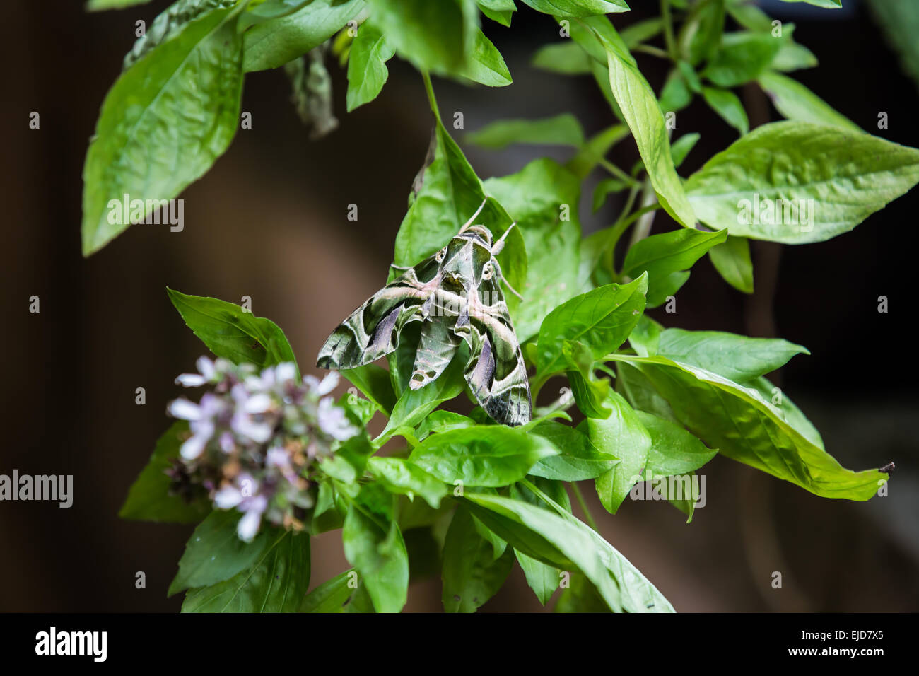Inches butterfly hi-res stock photography and images - Alamy