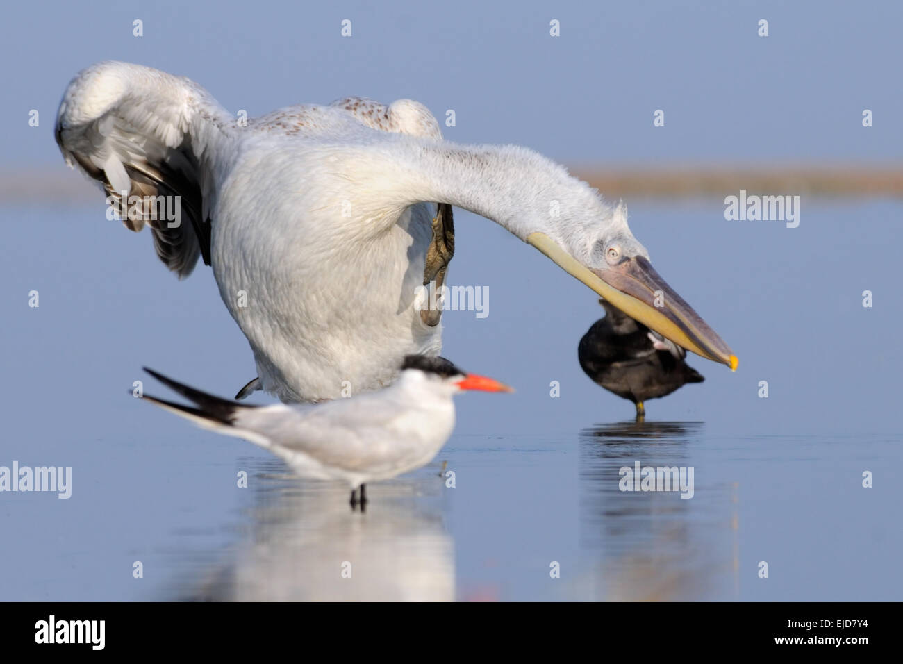 Long neck birds hi-res stock photography and images - Alamy