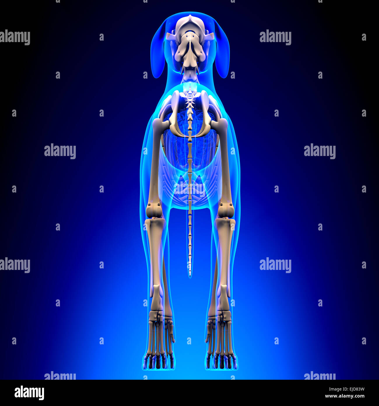 Scapula Dog High Resolution Stock Photography and Images - Alamy