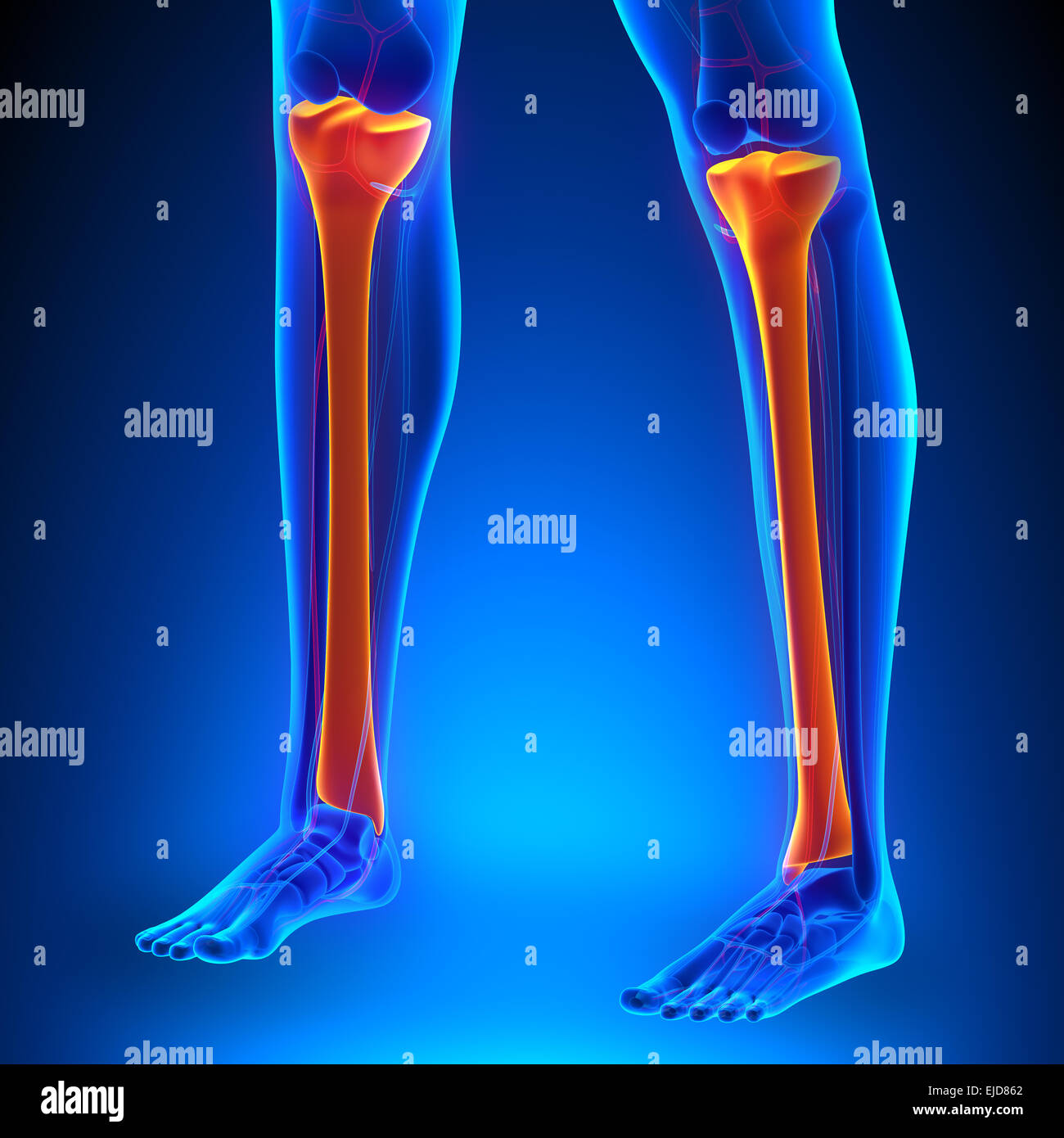 Tibia drawing hi-res stock photography and images - Alamy
