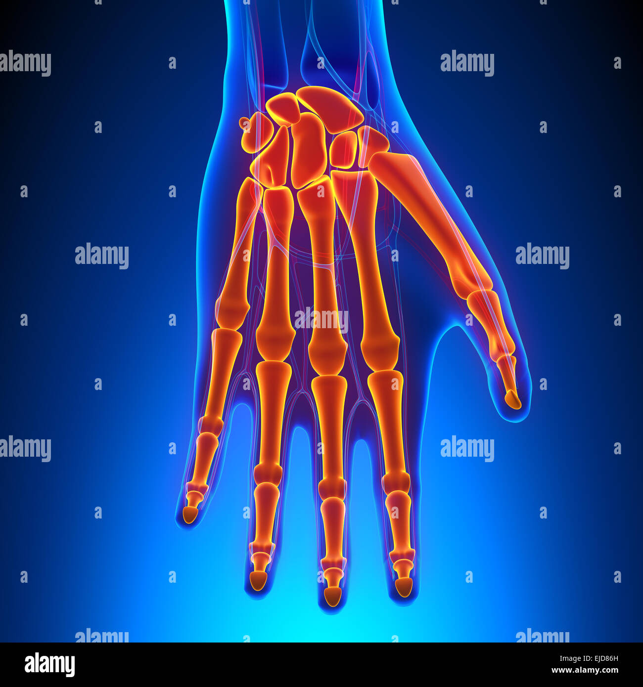 Female circulatory system hi-res stock photography and images - Alamy
