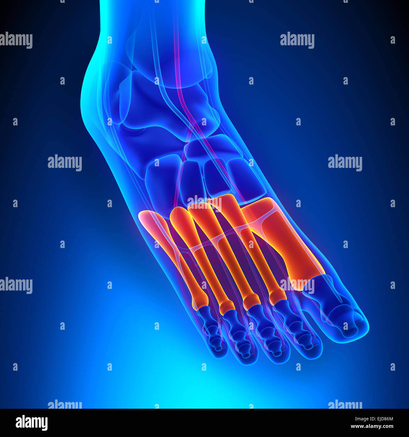 Metatarsals Bones Anatomy with Circulatory System Stock Photo - Alamy