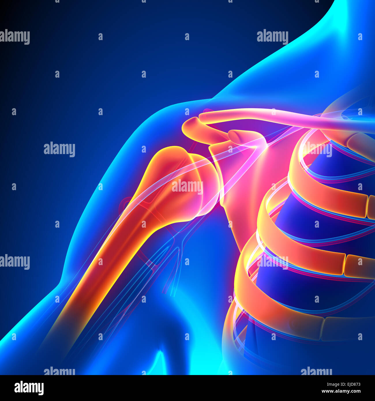 Shoulder joint anatomy hi-res stock photography and images - Alamy