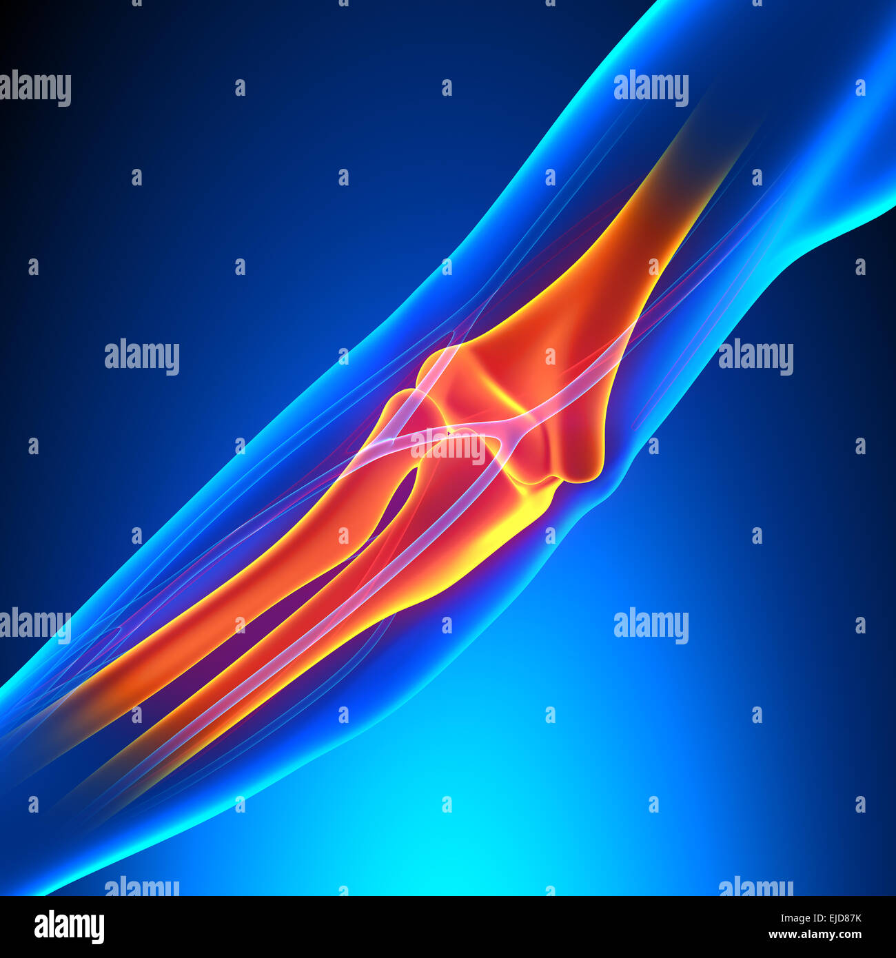 Elbow Joint Anatomy - Detailed with Circulatory System Stock Photo - Alamy