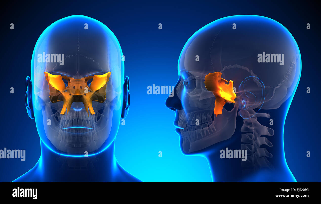 Sphenoid bone hi-res stock photography and images - Alamy