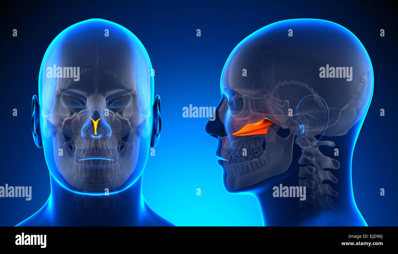 Male Vomer Skull Anatomy - blue concept Stock Photo - Alamy