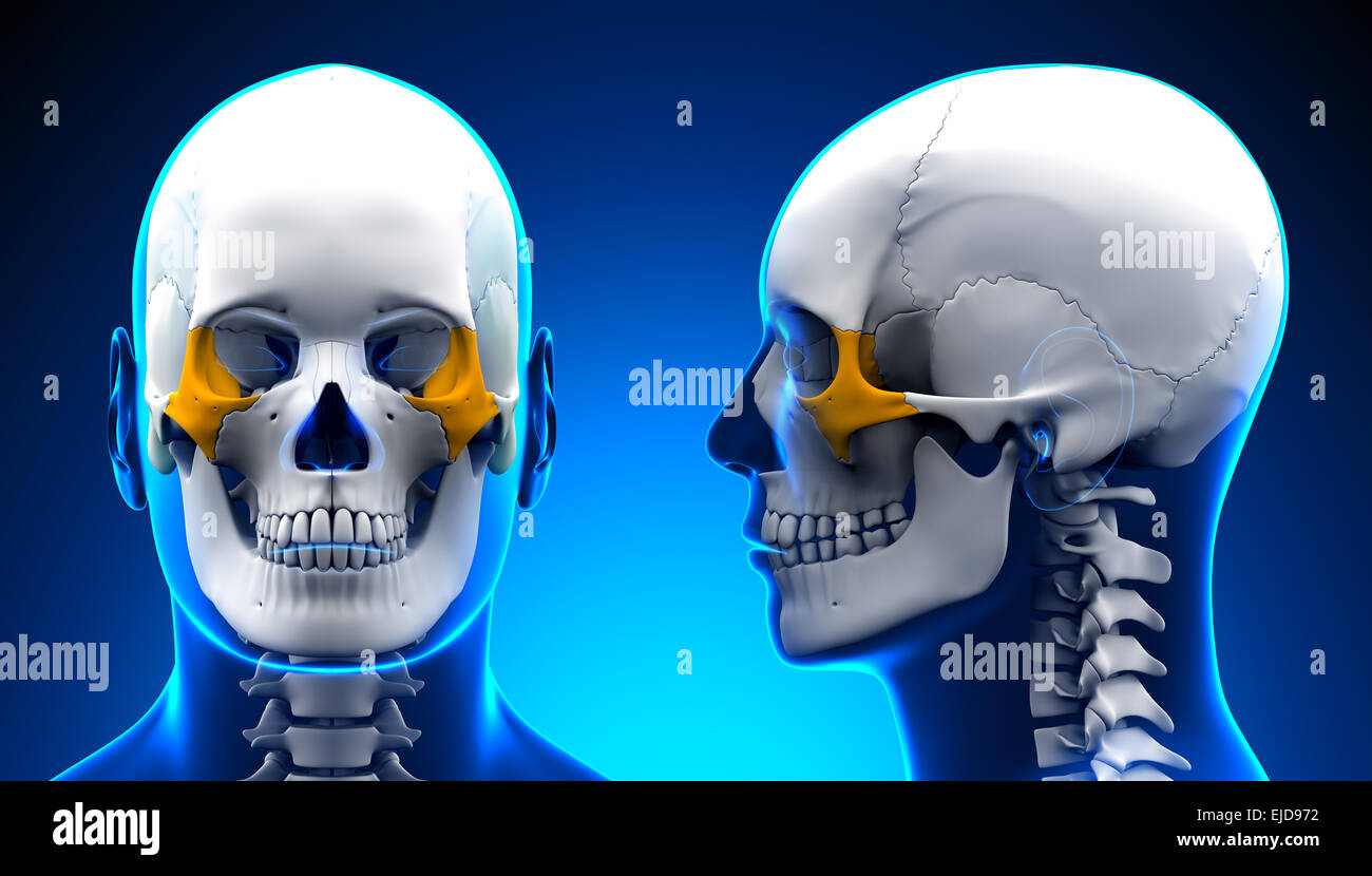Male Zygomatic Bone Skull Anatomy - blue concept Stock Photo - Alamy