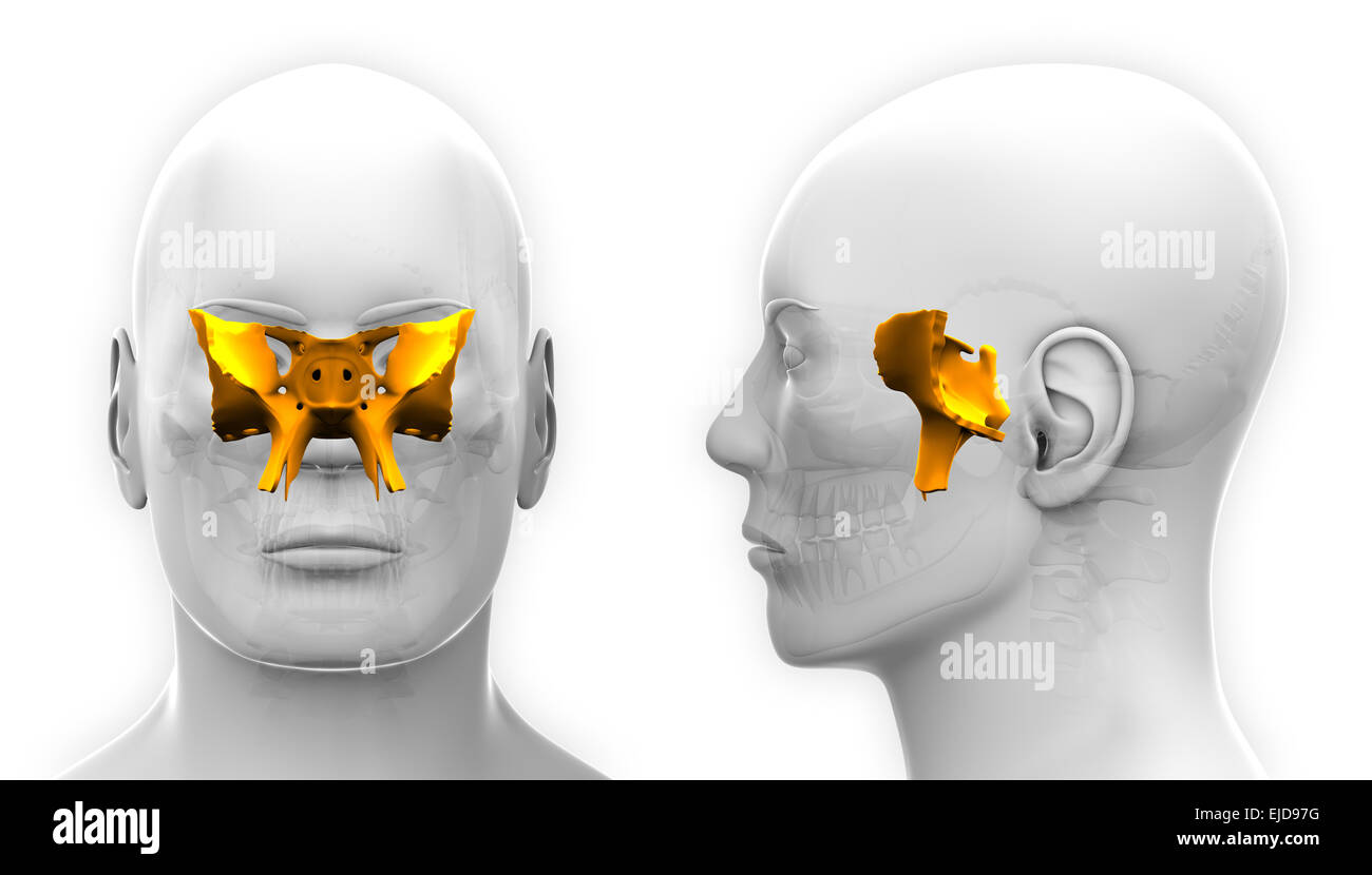 Diagram Pictures Sphenoid Bone Anatomy Kenhub