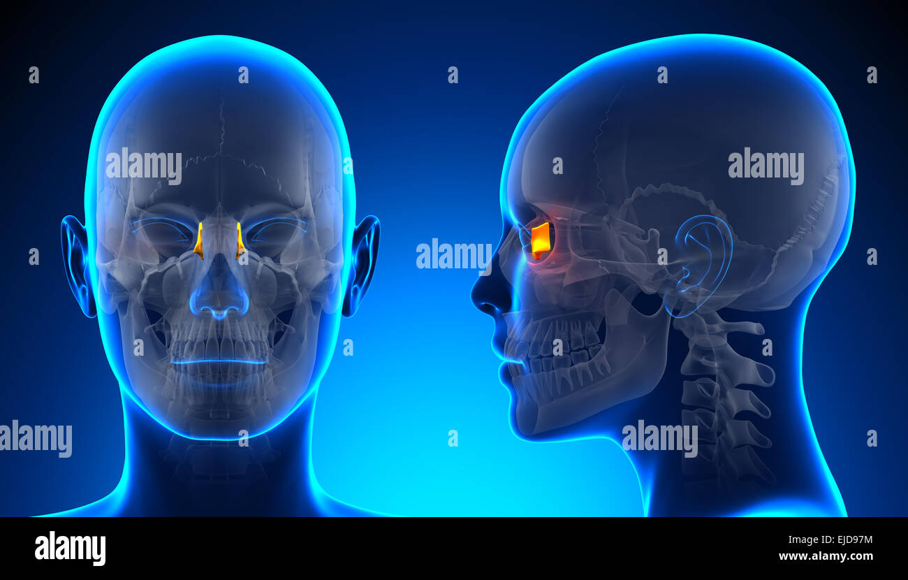Female Lacrimal Skull Anatomy - blue concept Stock Photo - Alamy