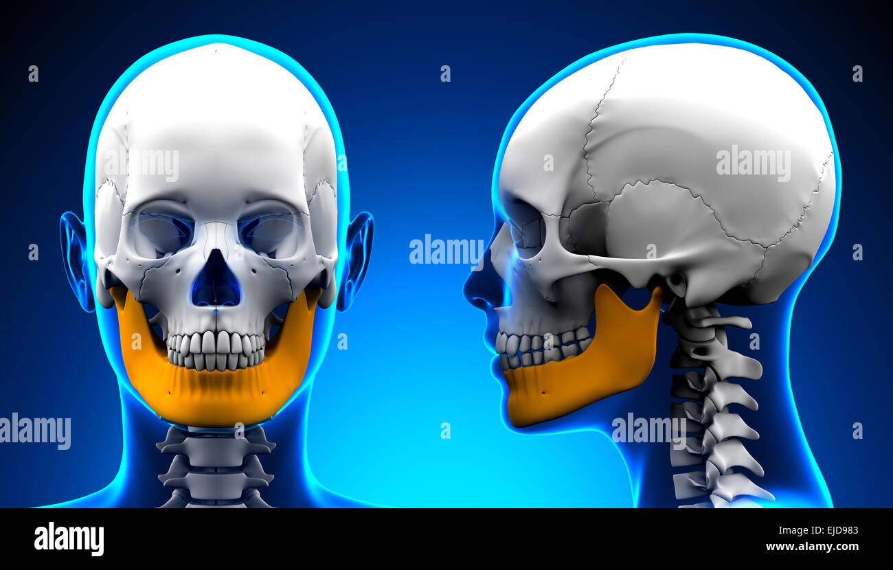 Female Mandible Bone Skull Anatomy - blue concept Stock Photo - Alamy