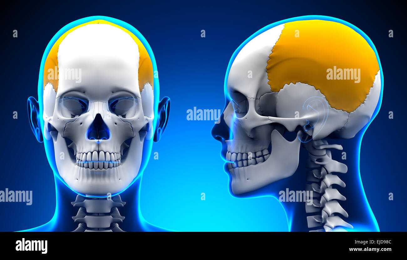 Parietal bone skull hi-res stock photography and images - Alamy