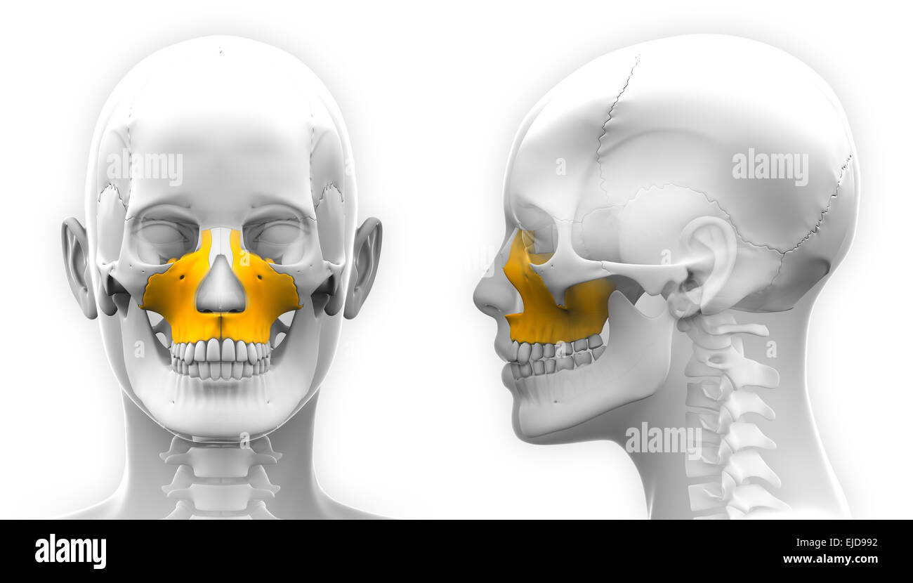 Human maxilla bone hi-res stock photography and images - Alamy