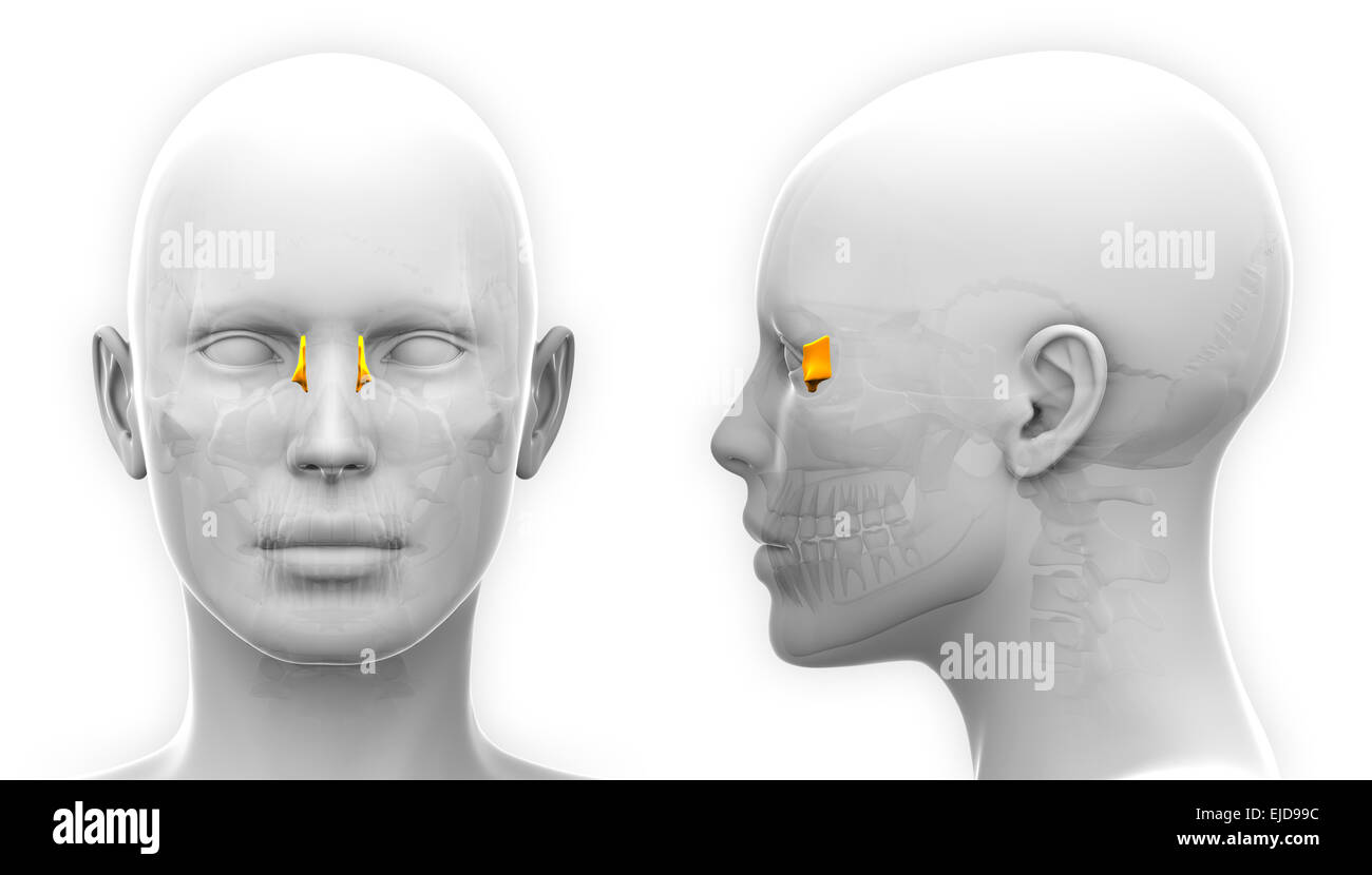 Lacrimal bone hi-res stock photography and images - Alamy