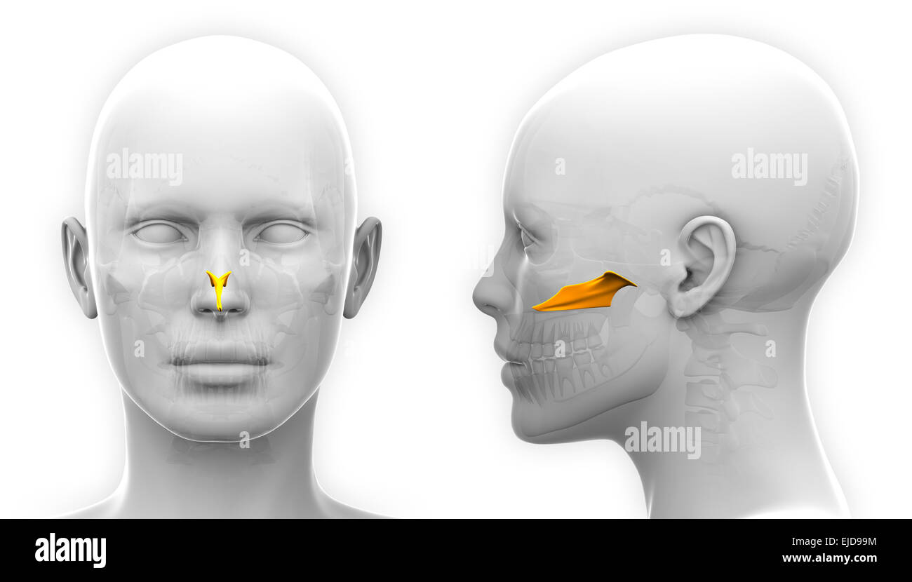 Vomer bone Cut Out Stock Images & Pictures - Alamy