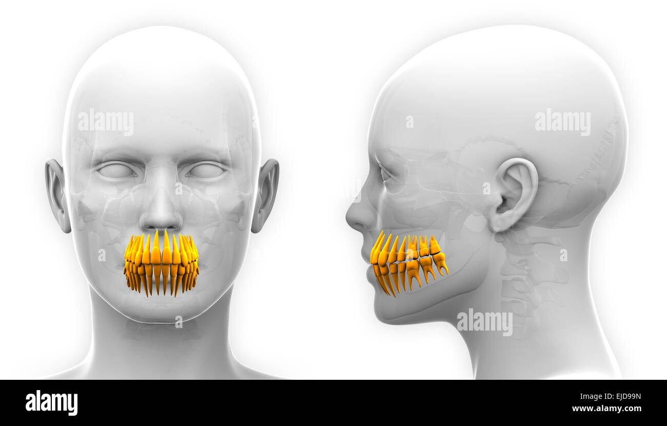 Female Teeth Dental Anatomy - isolated on white Stock Photo - Alamy