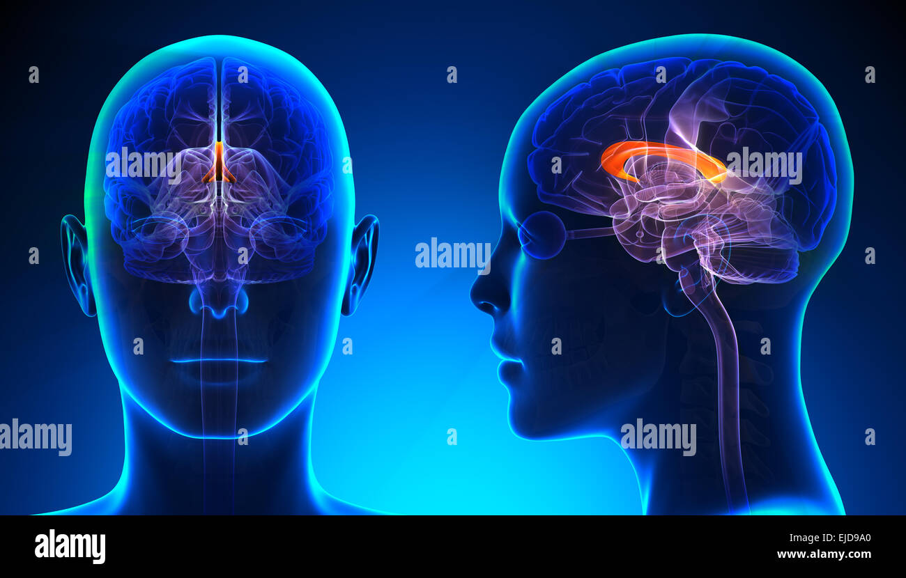 Female Corpus Callosum Brain Anatomy - blue concept Stock Photo - Alamy