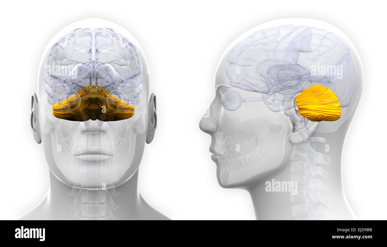 Male anatomy head front Cut Out Stock Images & Pictures - Alamy