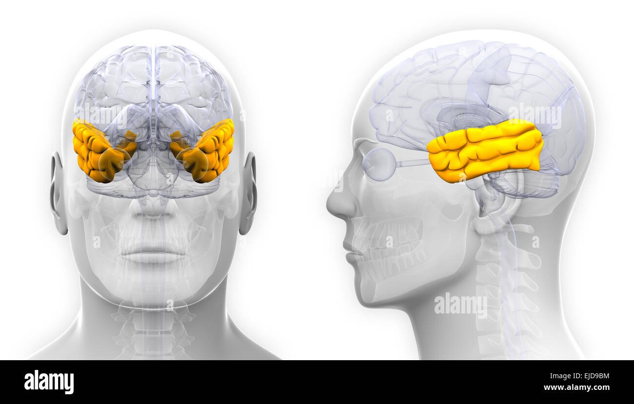 Male Temporal Lobe Brain Anatomy - isolated on white Stock Photo - Alamy