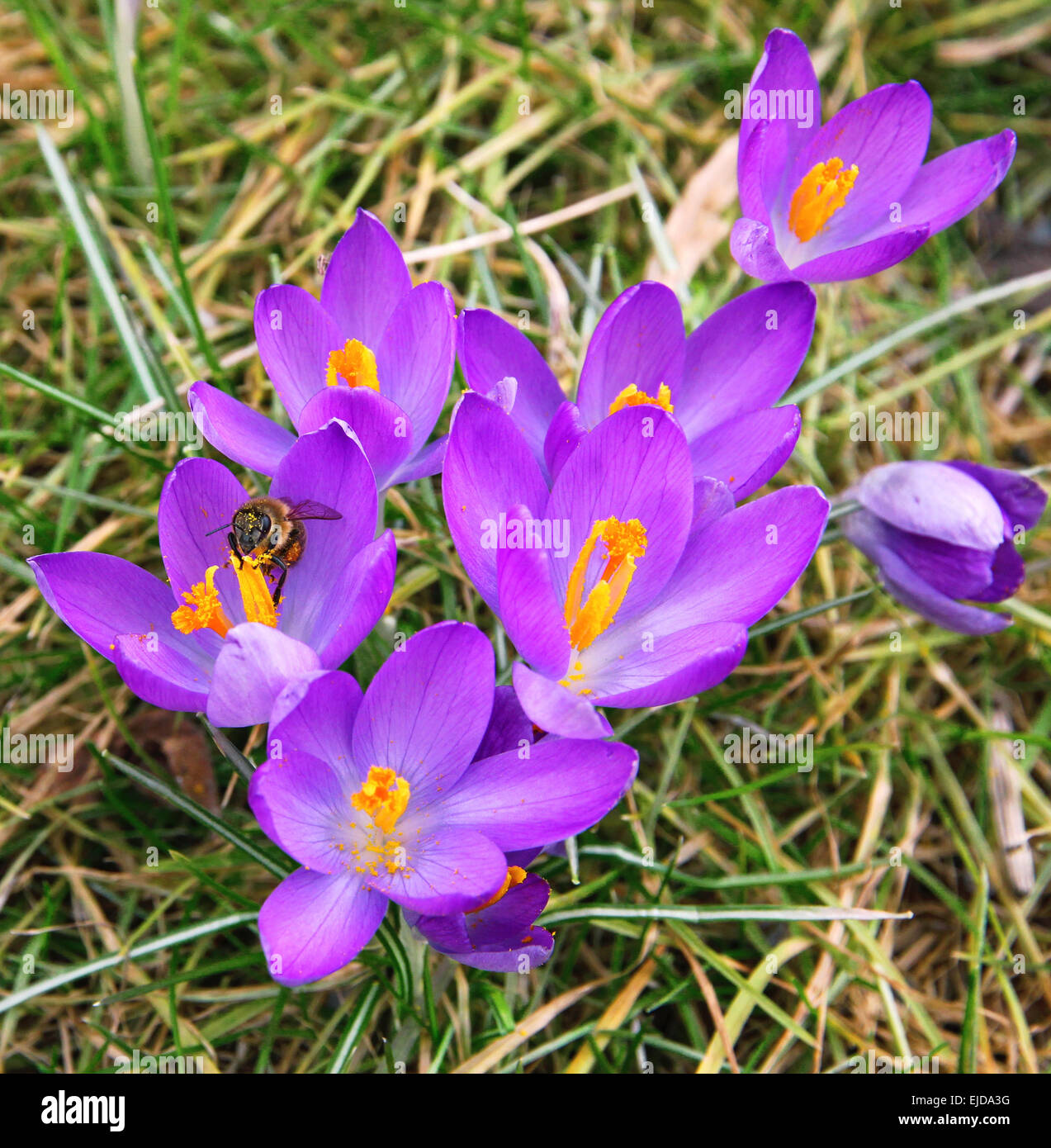 The bee collects nectar on one of the first spring flowers - a violet ...